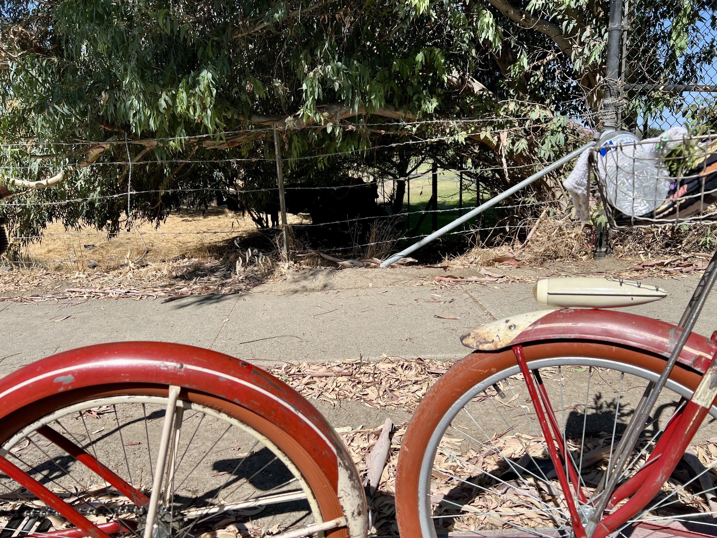 What bike did you ride today? | General Discussion About Old Bicycles ...